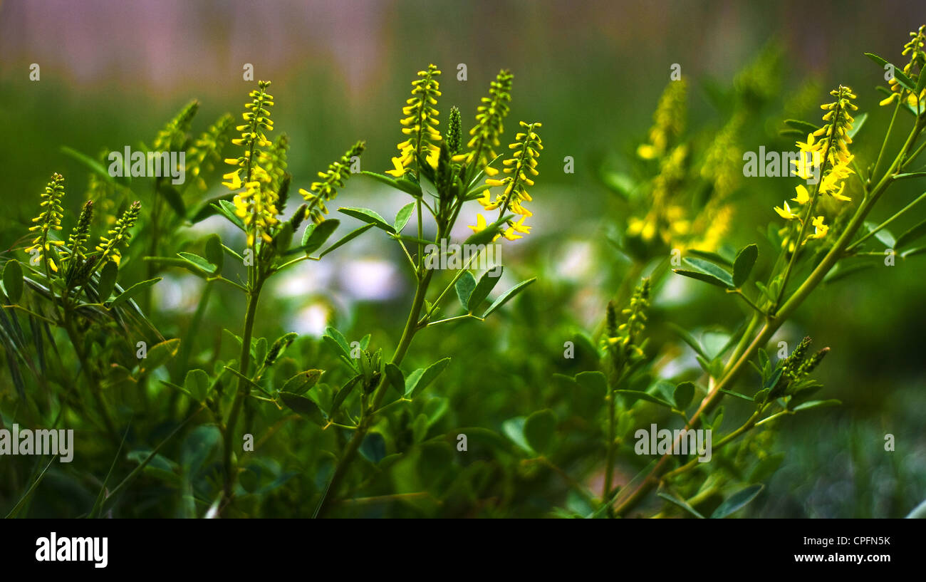 Yellow weeds on a green background Stock Photo - Alamy