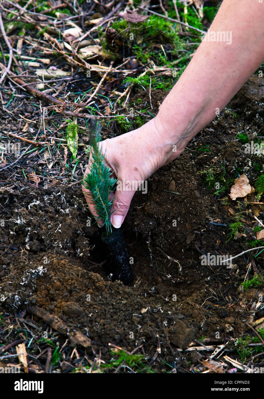Transplant tree hi-res stock photography and images - Alamy