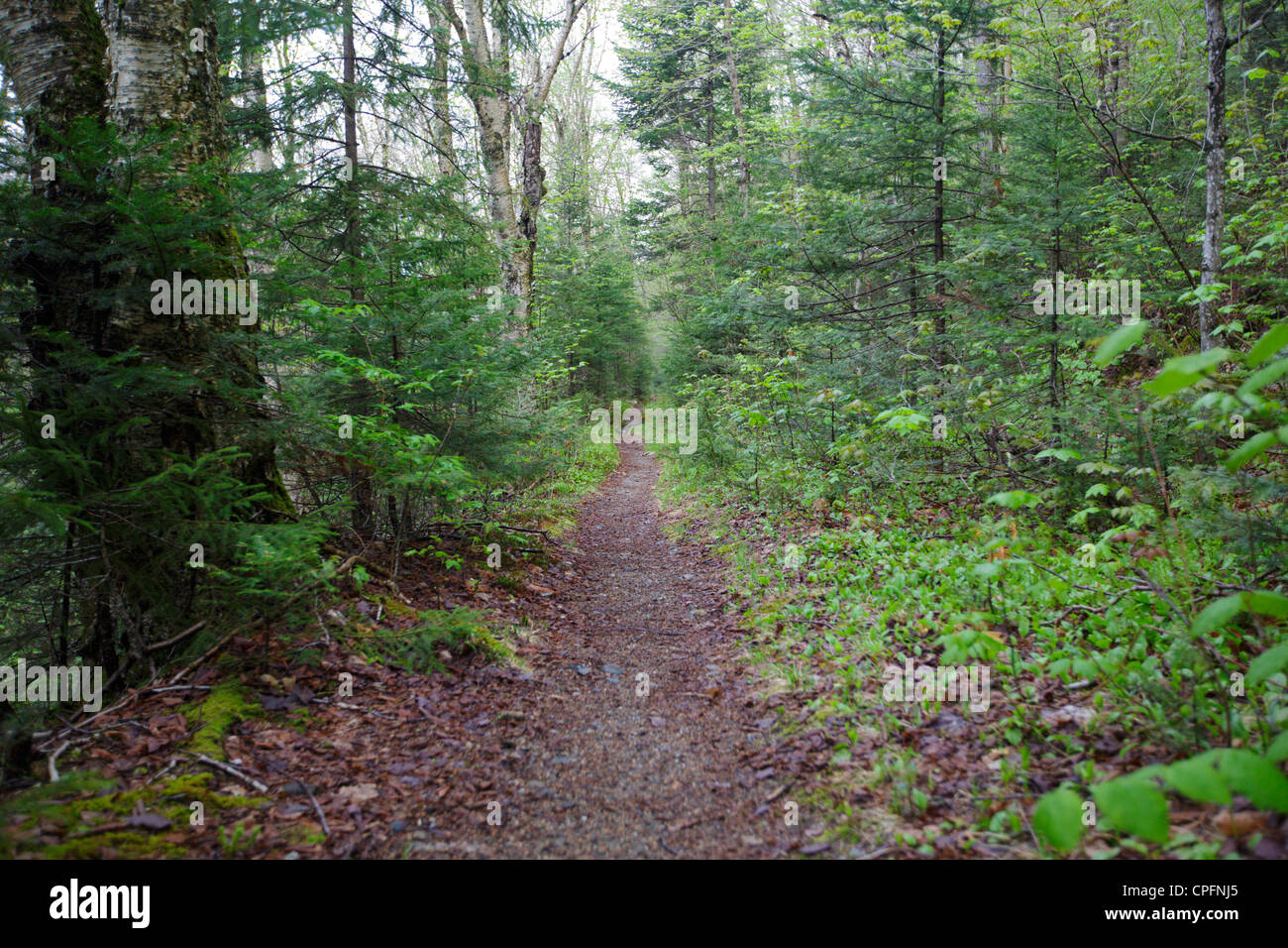 White Mountain National Forest in New Hampshire USA Stock Photo - Alamy