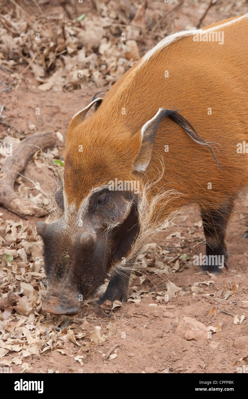 Boar Hog Red River Wild Pigs Wild Pig Stock Photo - Alamy