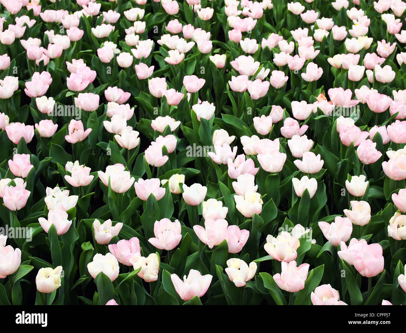 Beauty Pink Tulip in Flower Garden Stock Photo - Alamy