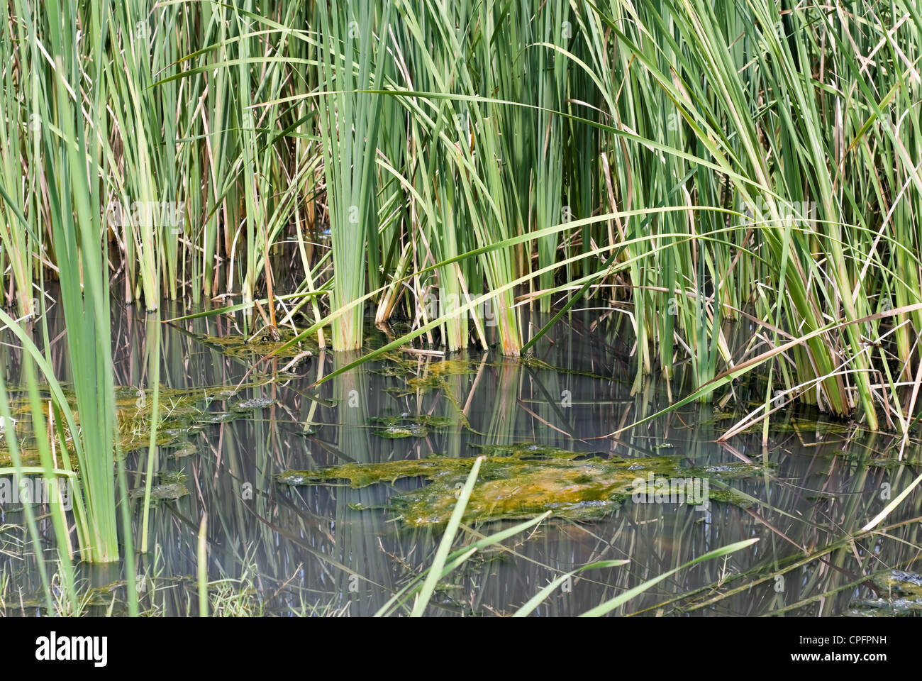 Marsh cleanup hi-res stock photography and images - Alamy