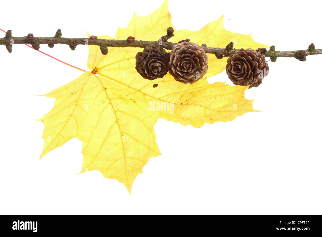 autumn brown pine cone maple leaf isolated on white Stock Photo - Alamy