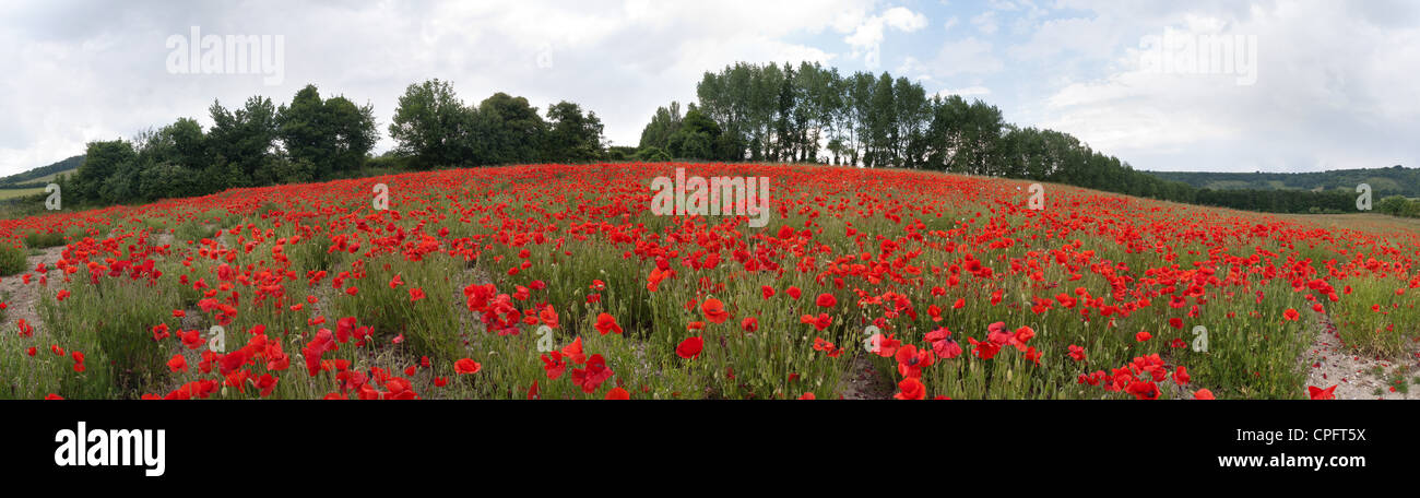 Panoramic landscape view of poppy fields on north downs chalkland soil ...