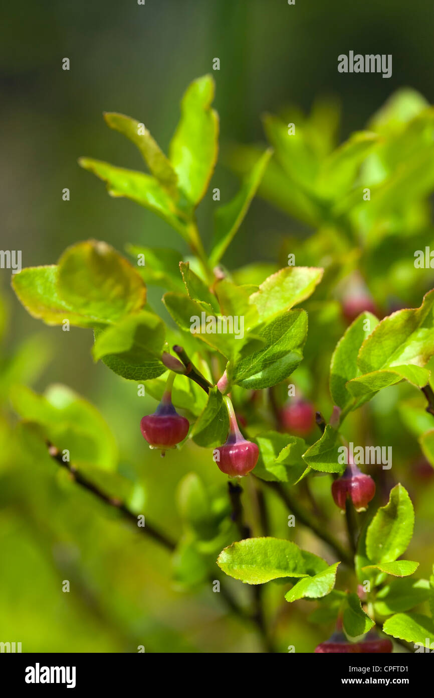 Vaccinium myrtillus, blueberry flowers Stock Photo - Alamy