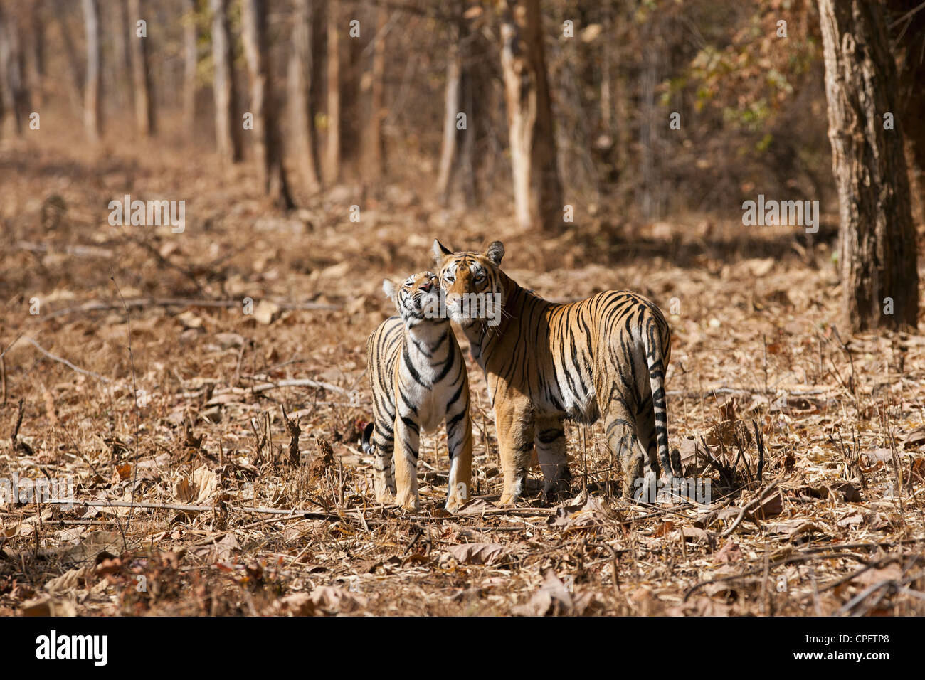 Tigers in india hi-res stock photography and images - Alamy