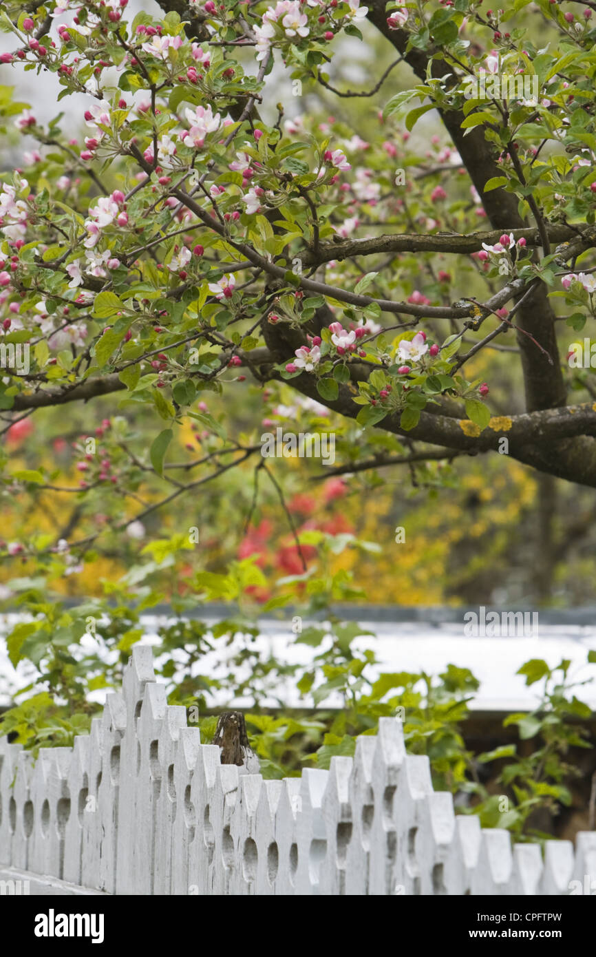 White wooden fence under a beautiful fruit tree in blossom Stock Photo ...