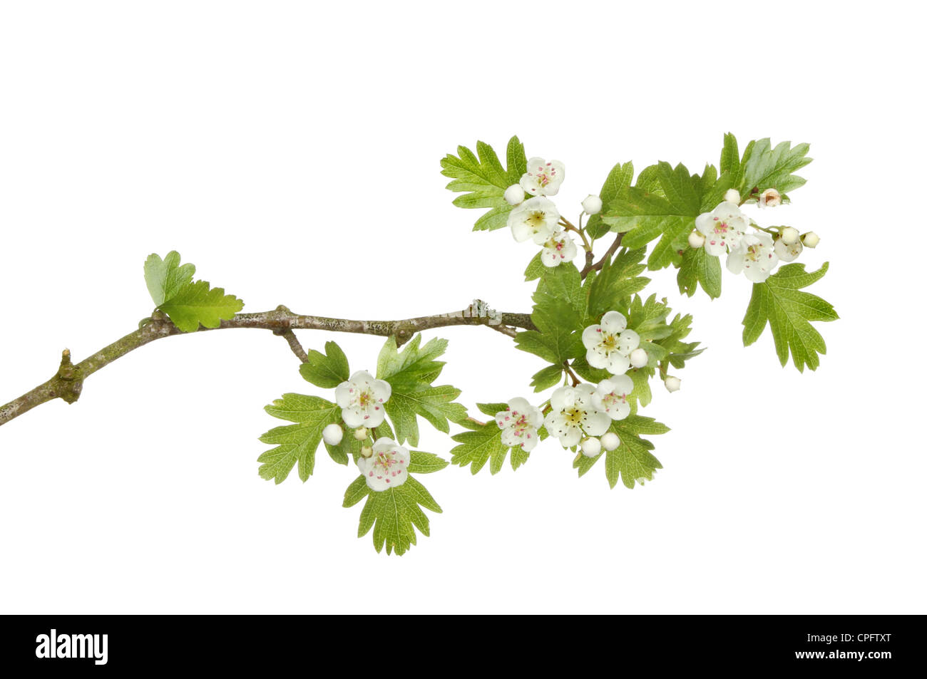 May blossom, Spring flowers and leaves of a hawthorne tree isolated ...