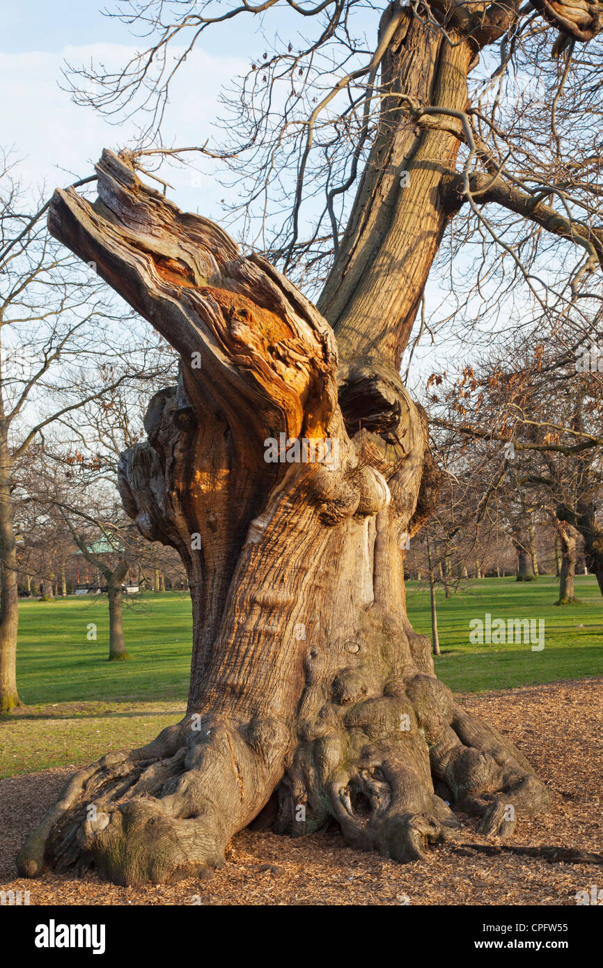 England, London, Greenwich, Greenwich Park, Oak Tree Stock Photo - Alamy