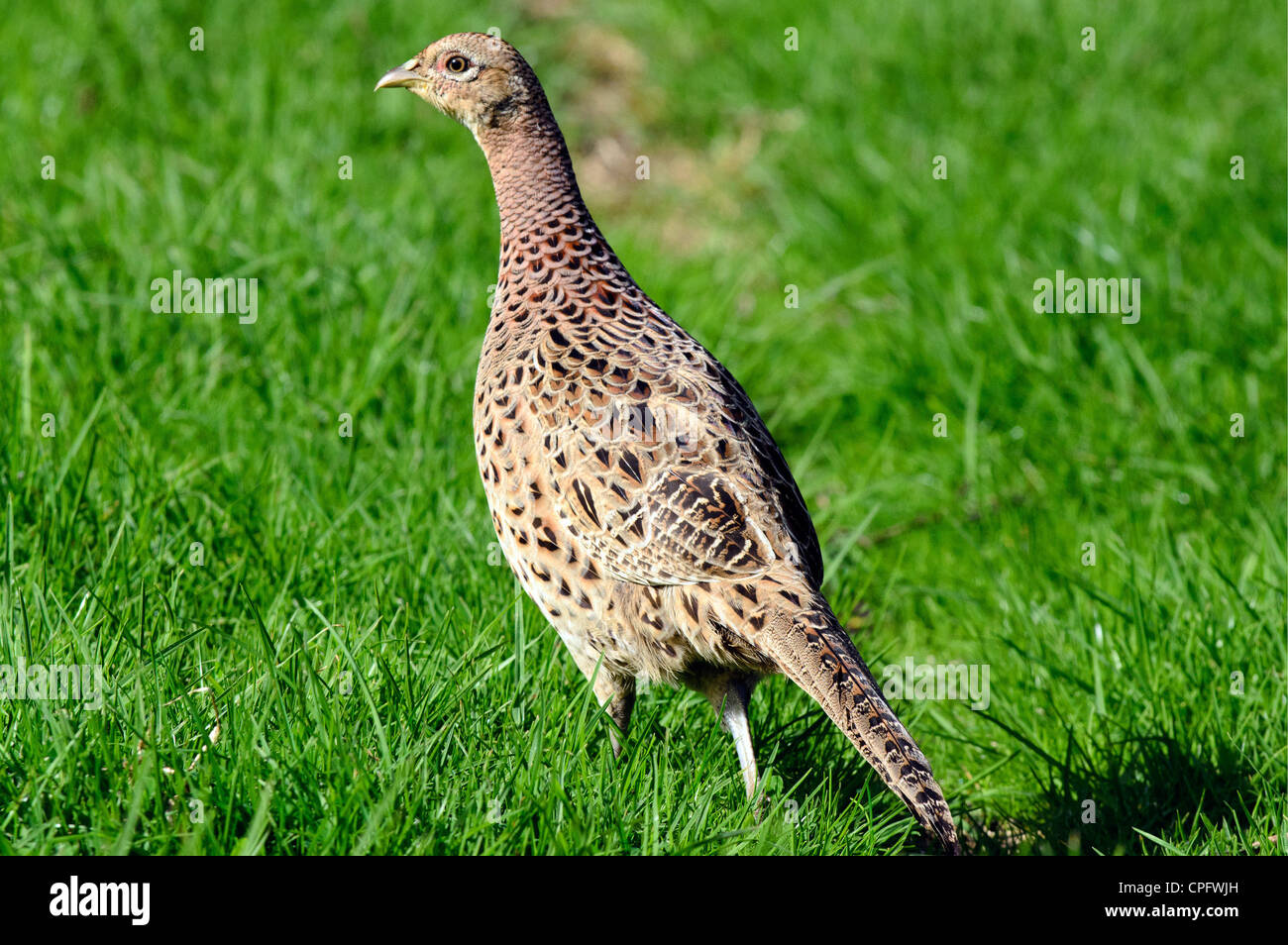 Collection Hen High Resolution Stock Photography and Images - Alamy