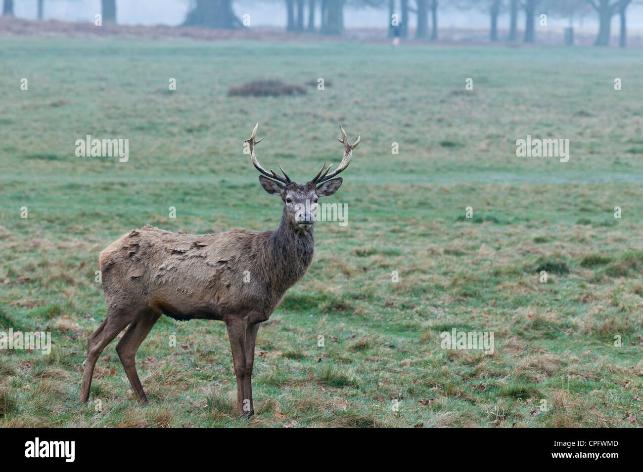 England, London, Surrey, Richmond Park, Deer Stock Photo - Alamy