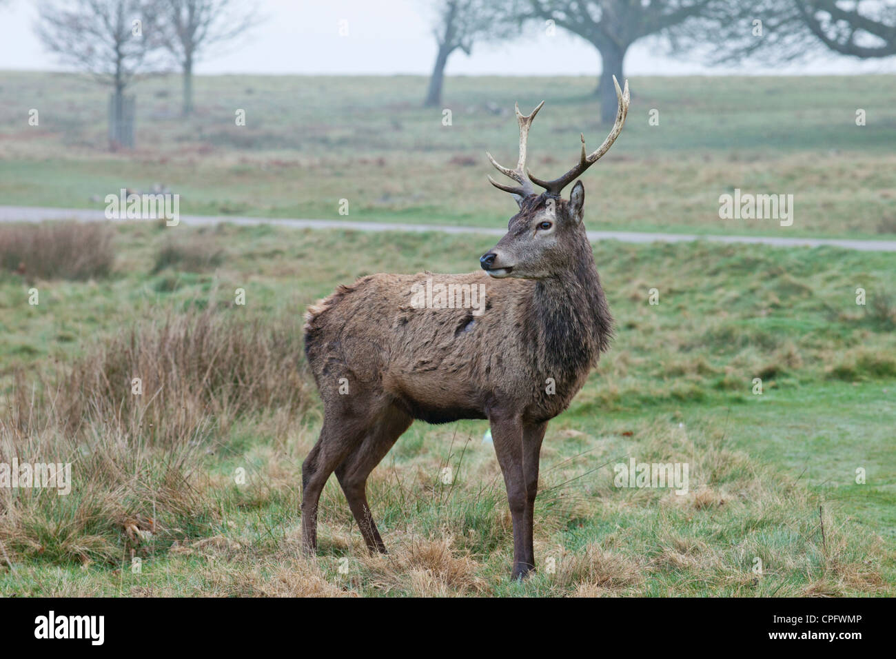 England, London, Surrey, Richmond Park, Deer Stock Photo - Alamy