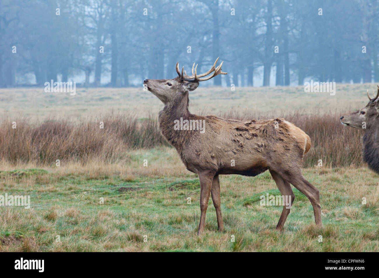 England, London, Surrey, Richmond Park, Deer Stock Photo - Alamy