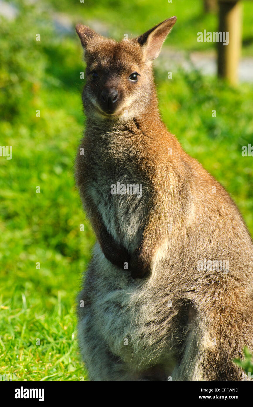Wallaby at Bowland Wild Boar Park in the Forest of Bowland Lancashire ...