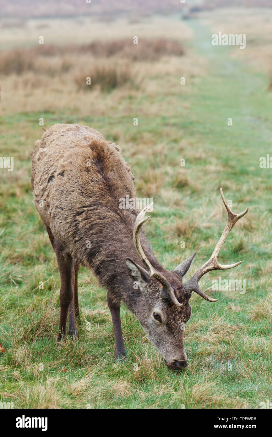 England, London, Surrey, Richmond Park, Deer Stock Photo - Alamy