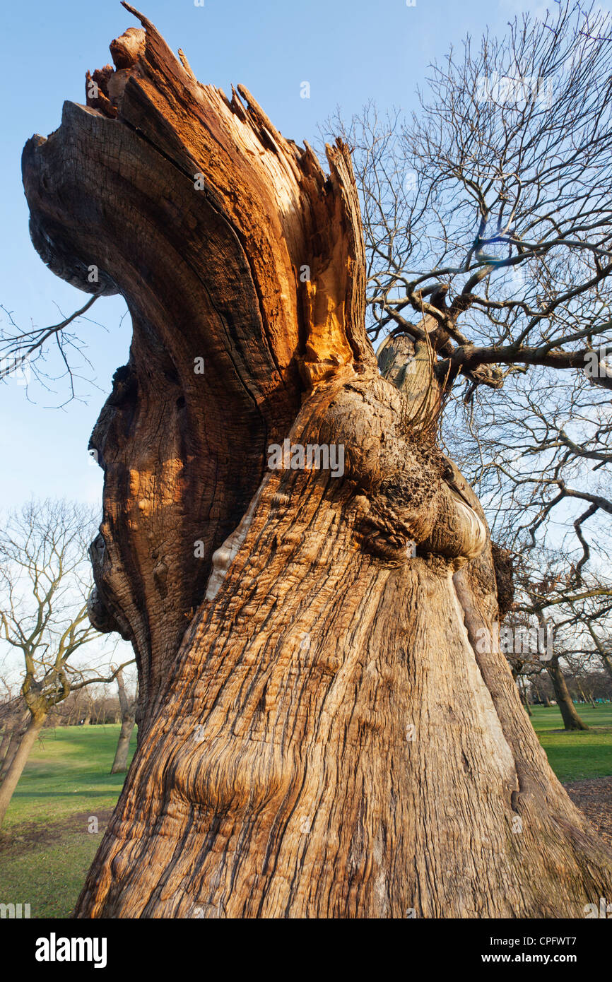 England, London, Greenwich, Greenwich Park, Oak Tree Stock Photo - Alamy