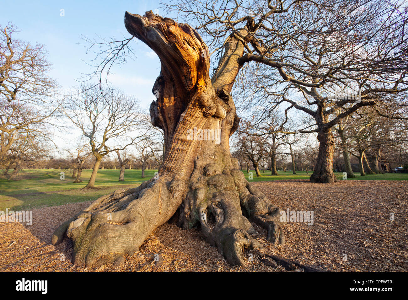England, London, Greenwich, Greenwich Park, Oak Tree Stock Photo - Alamy