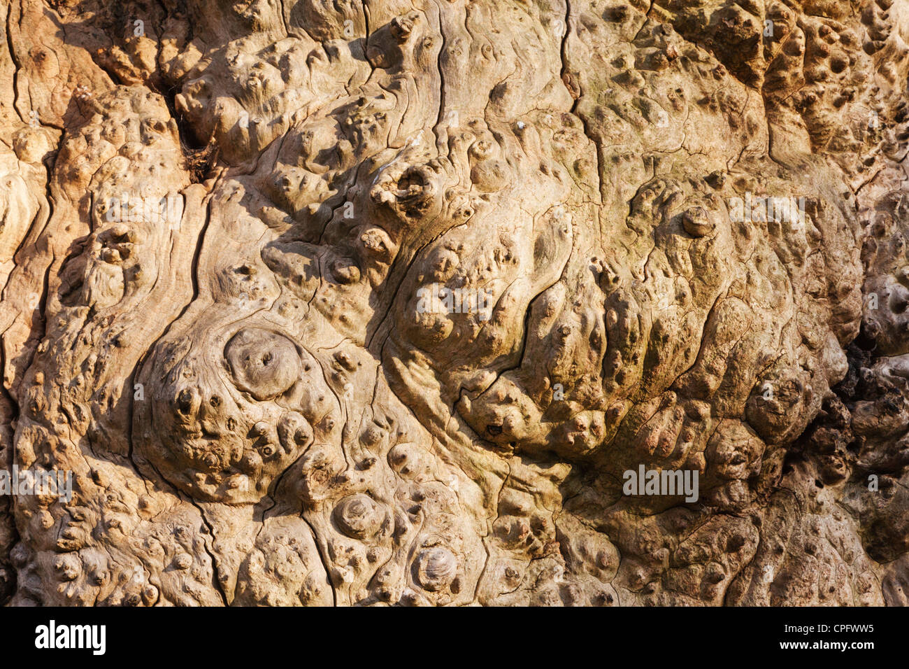 England, London, Greenwich, Greenwich Park, Oak Tree Stock Photo - Alamy