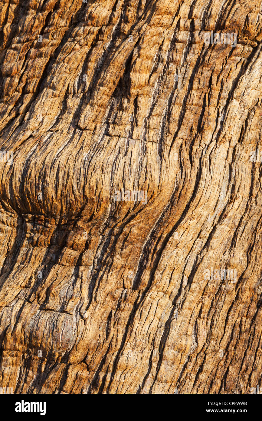England, London, Greenwich, Greenwich Park, Oak Tree Stock Photo - Alamy