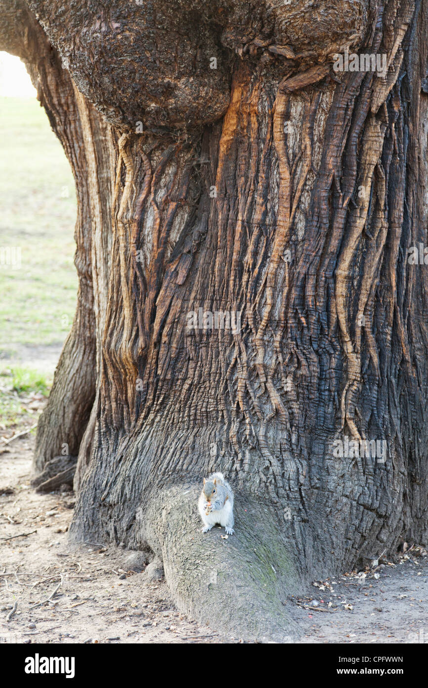 England, London, Greenwich, Greenwich Park, Oak Tree Stock Photo - Alamy