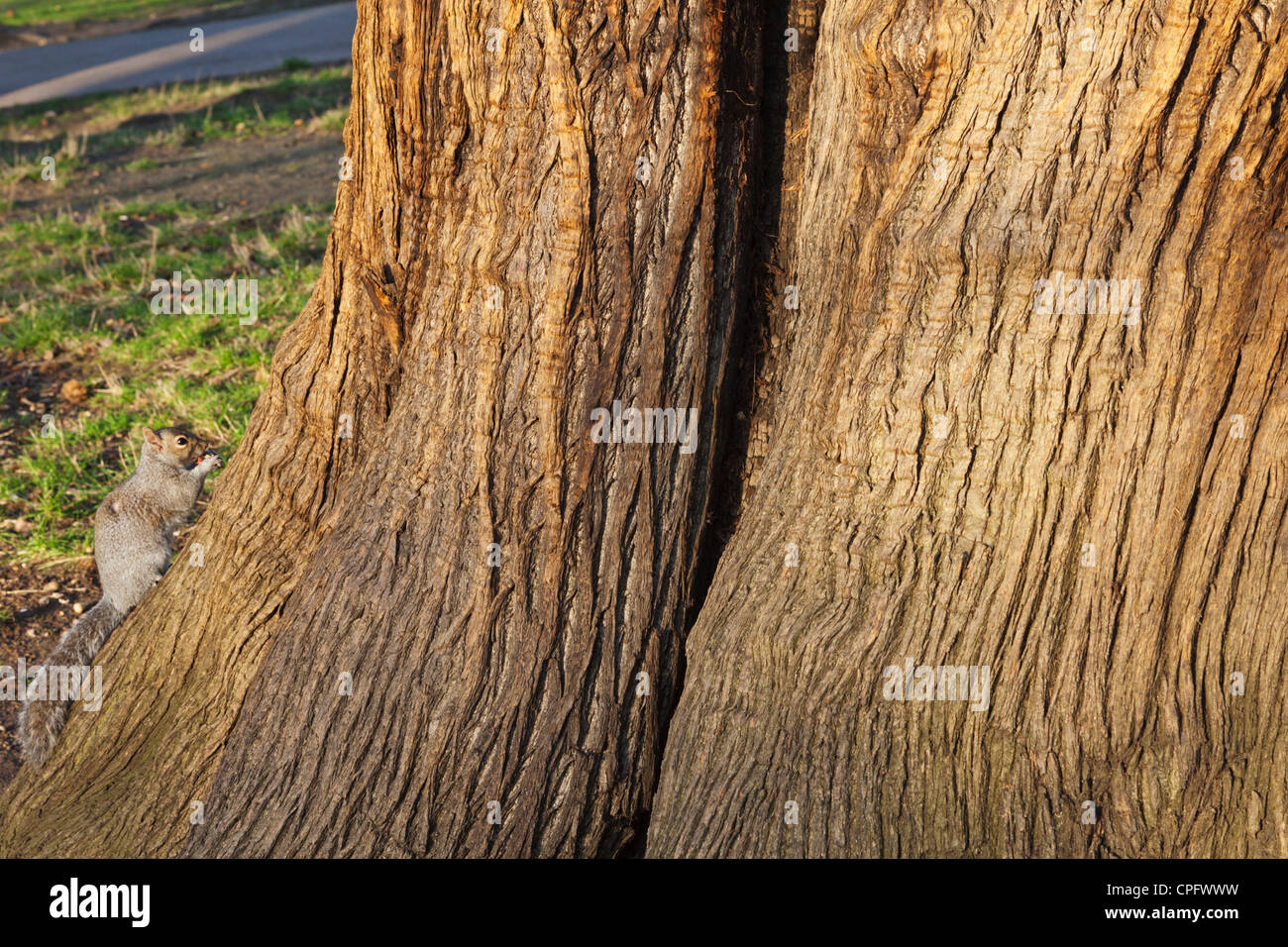 England, London, Greenwich, Greenwich Park, Oak Tree Stock Photo - Alamy