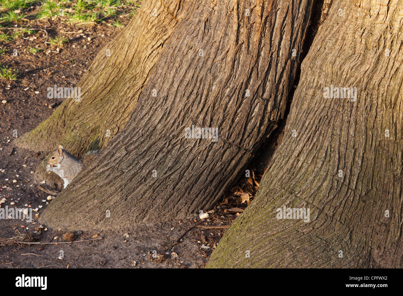 England, London, Greenwich, Greenwich Park, Oak Tree Stock Photo - Alamy