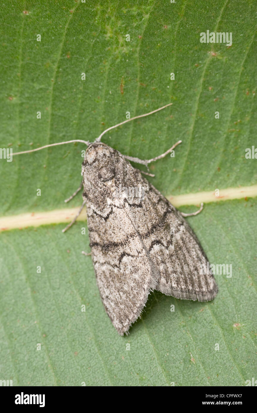 Gum leaf skeletoniser moth Stock Photo - Alamy