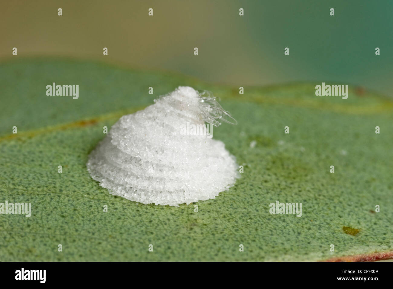 Lerp insect on mallee gum leaf Stock Photo - Alamy