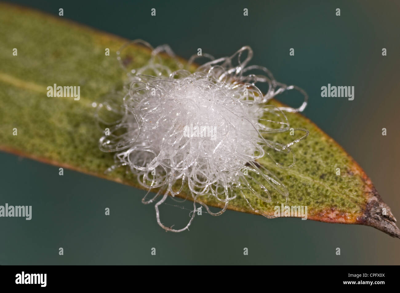 Lerp insect on mallee gum leaf Stock Photo - Alamy