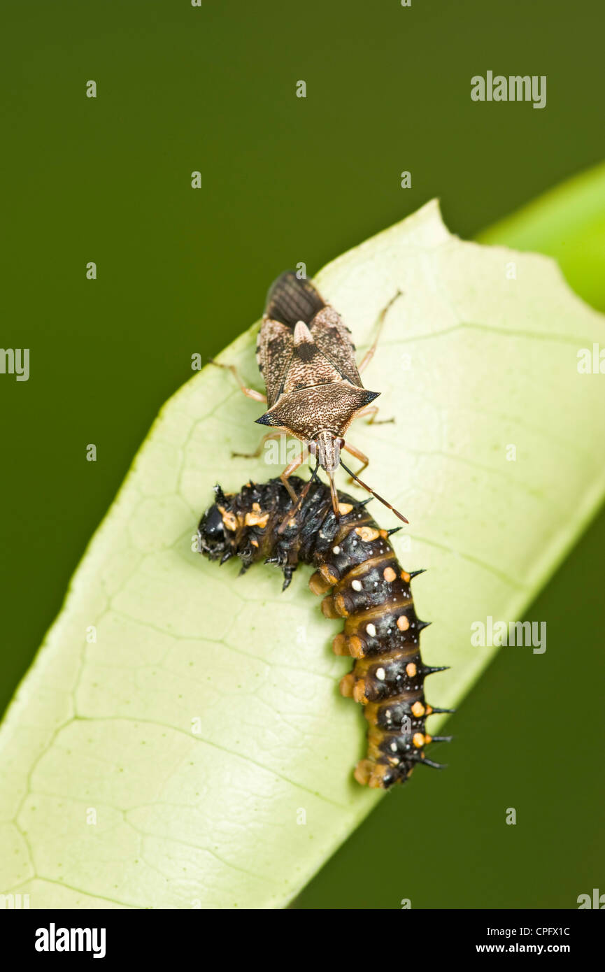 Predatory shield bug feeding on swallowtail caterpillar on lemon tree ...