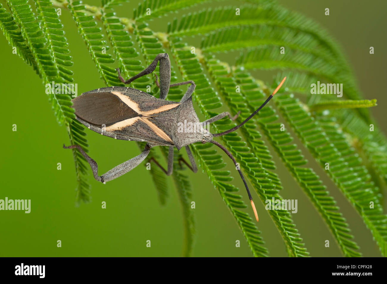 Crusader bug on black wattle Stock Photo - Alamy