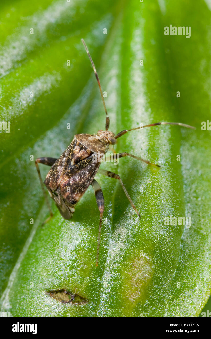 Australian crop mirid bug Stock Photo - Alamy