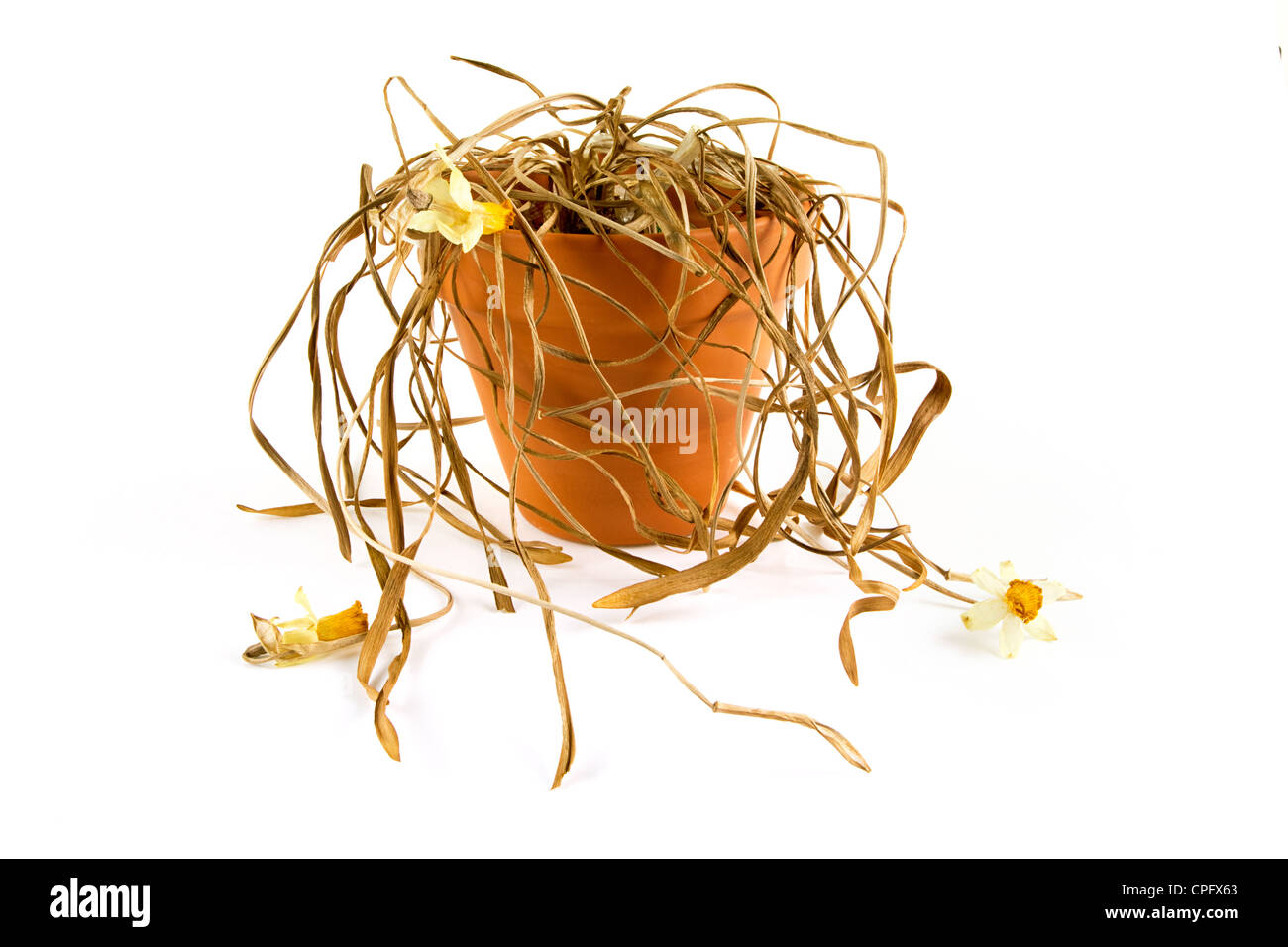 Plant leaves in pot Cut Out Stock Images & Pictures - Alamy