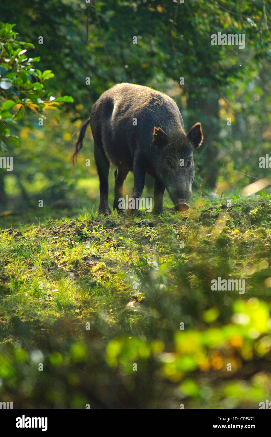Wild boar at Bowland Wild Boar Park in the Forest of Bowland Lancashire ...
