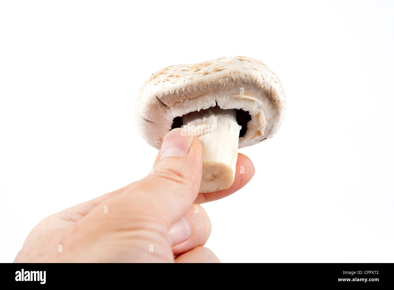 holding a mushroom in hand Stock Photo - Alamy