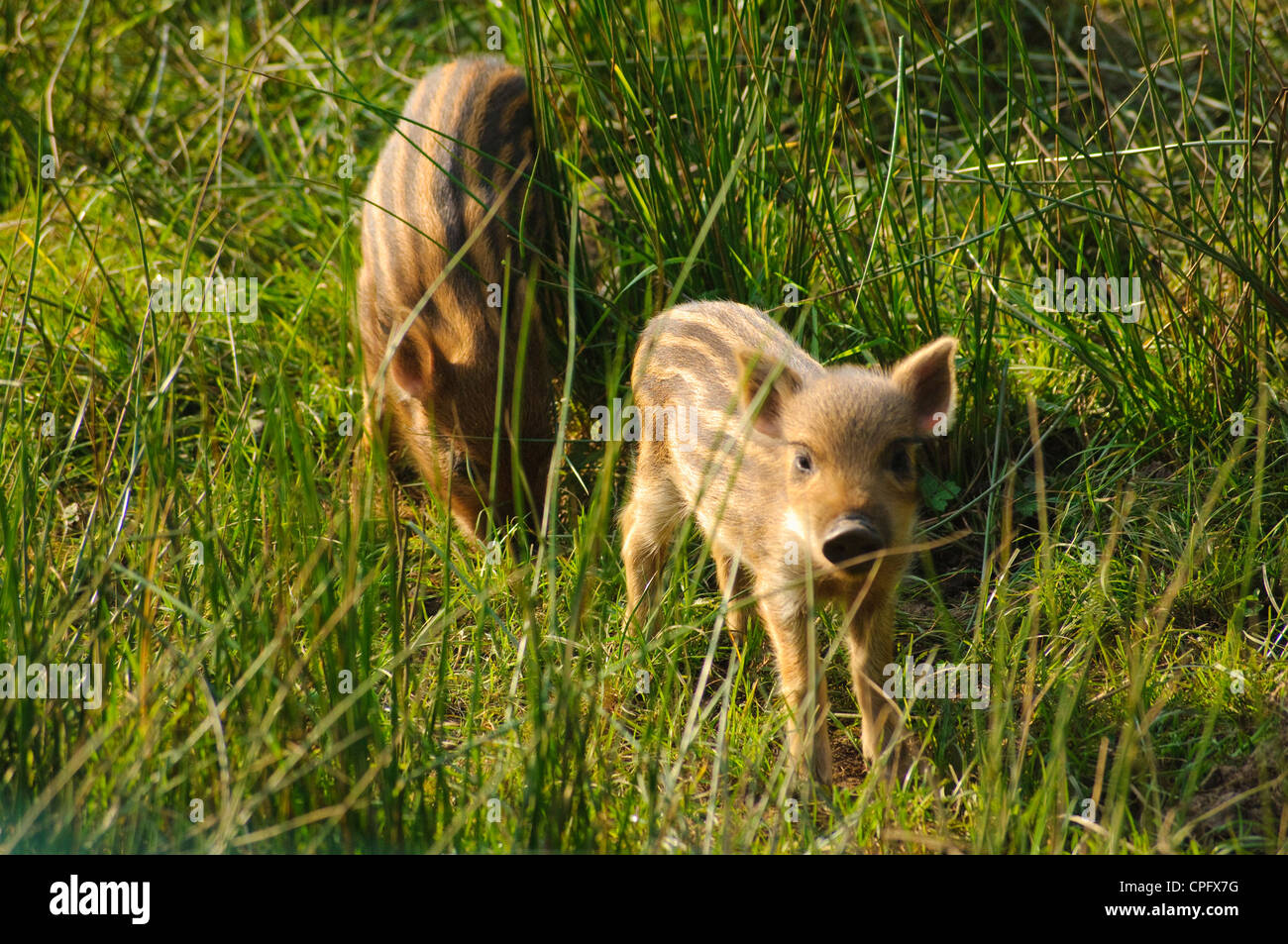 Wild boar sow with young at Bowland Wild Boar Park in the Forest of ...