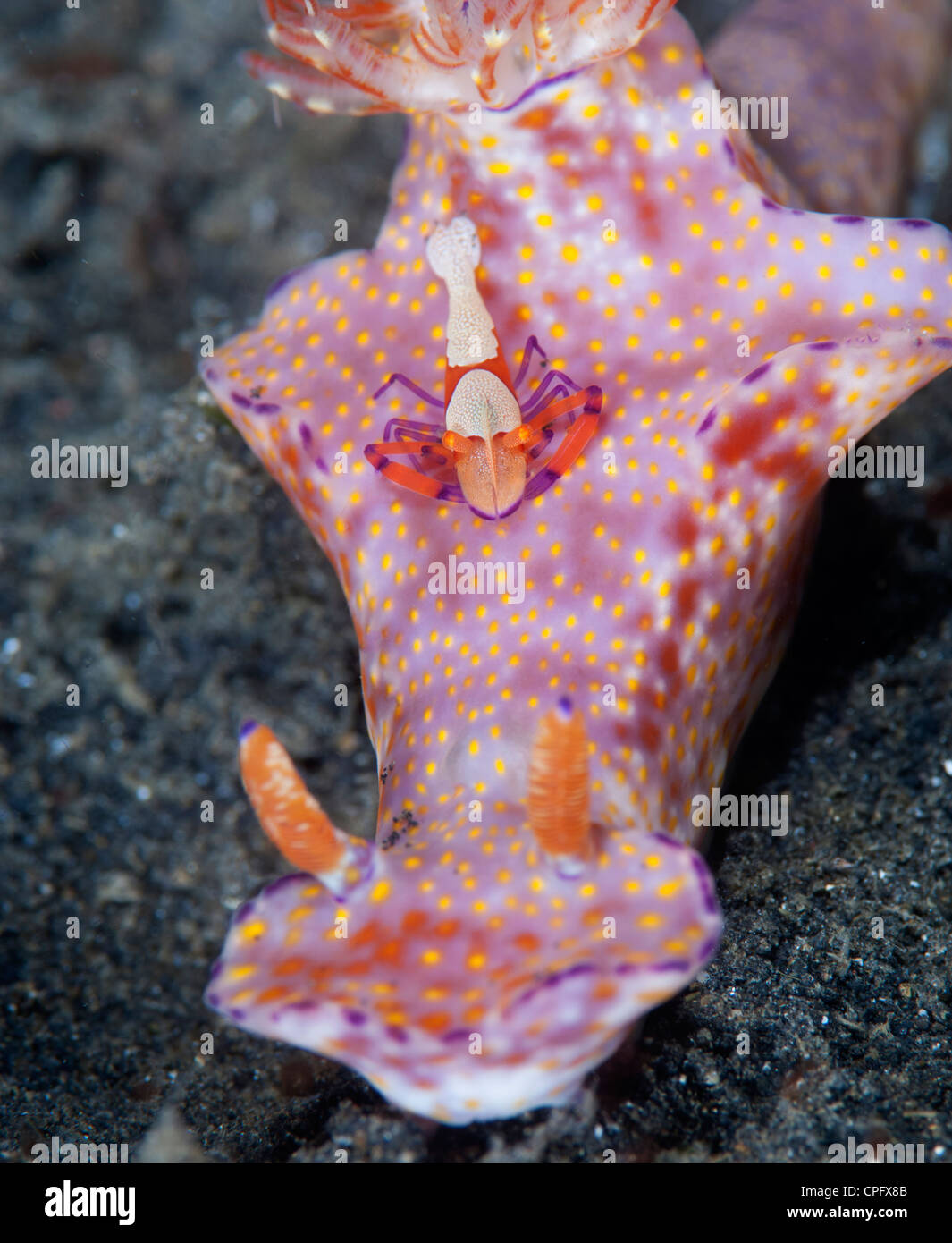 Emperor Shrimp riding on a nudibranch Stock Photo - Alamy