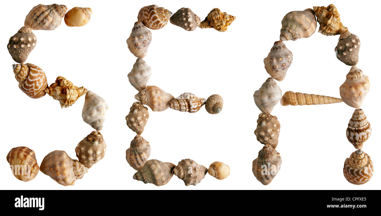 Cockle mollusc sea shell hi-res stock photography and images - Alamy