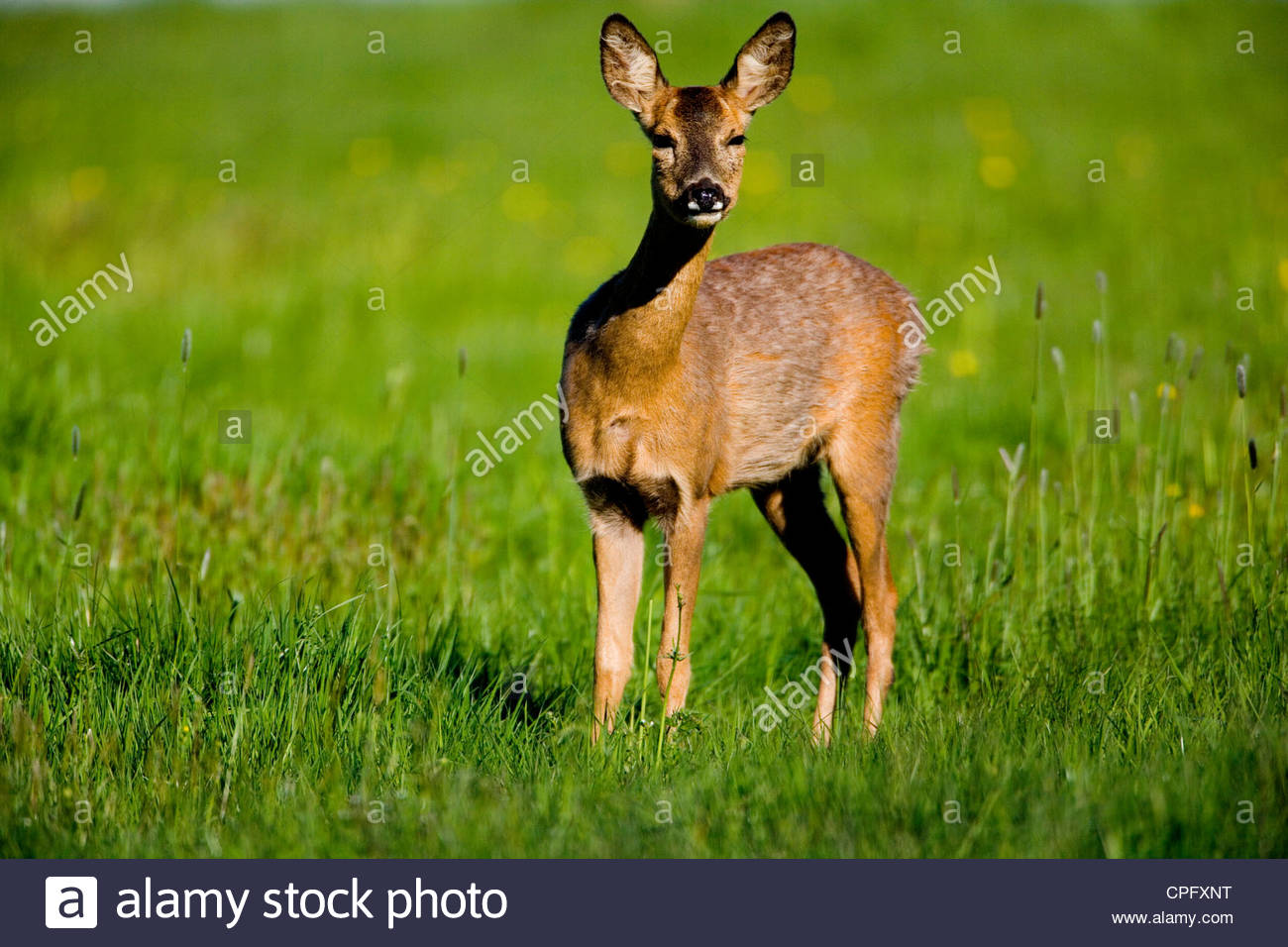 Roe Deer Uk High Resolution Stock Photography and Images - Alamy