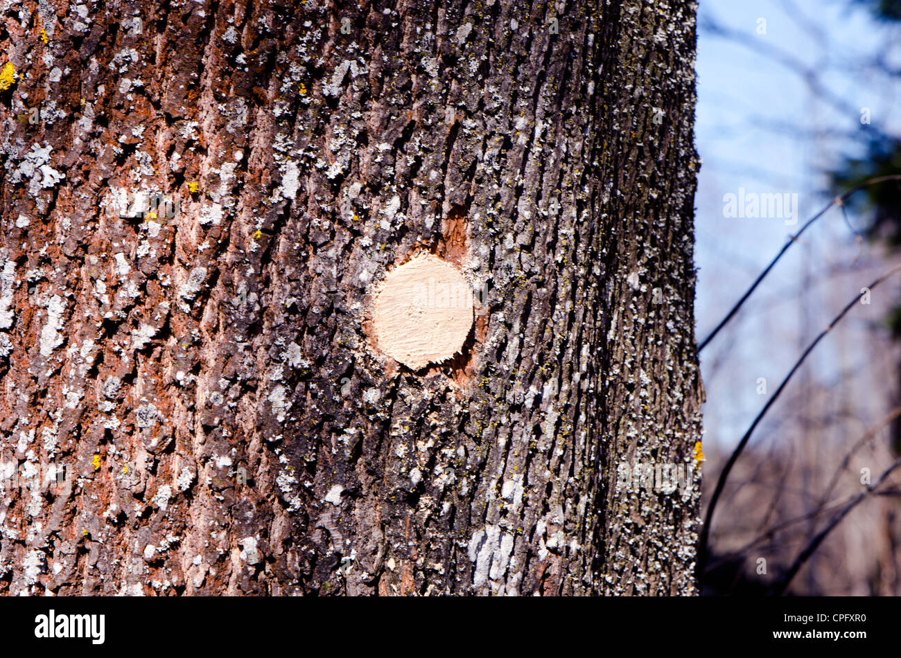 Sap harvest hi-res stock photography and images - Alamy