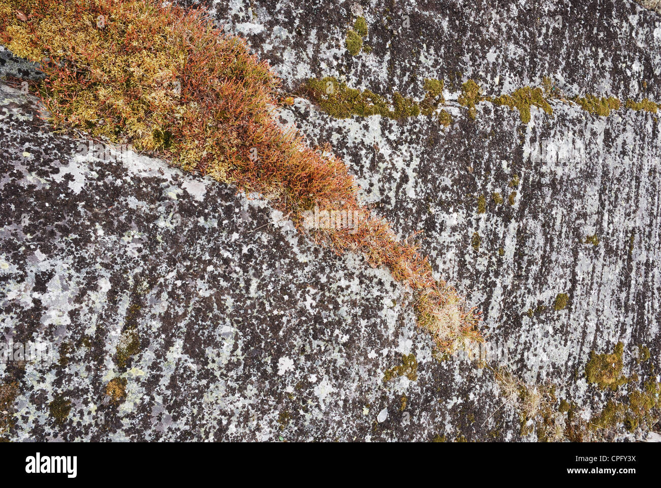 brown moss on the rock, horizontal photo Stock Photo - Alamy