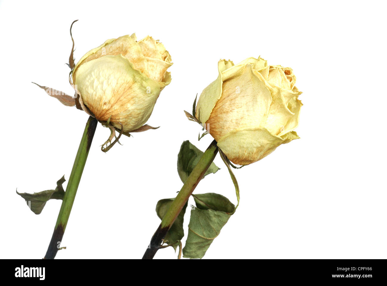 Rotting rose hi-res stock photography and images - Alamy