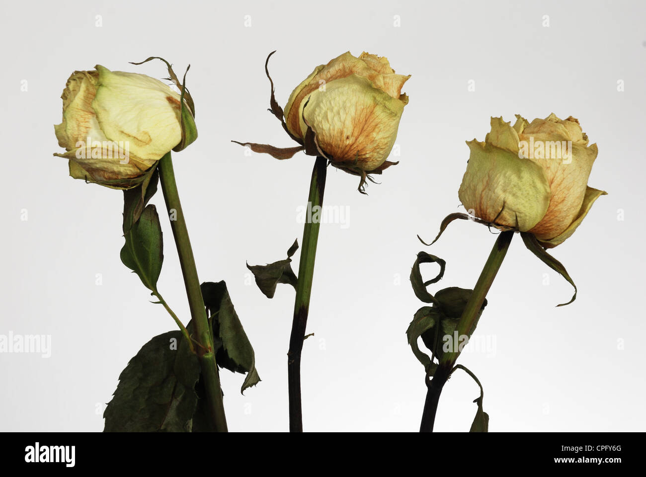 White rose with wilted petals hi-res stock photography and images - Alamy