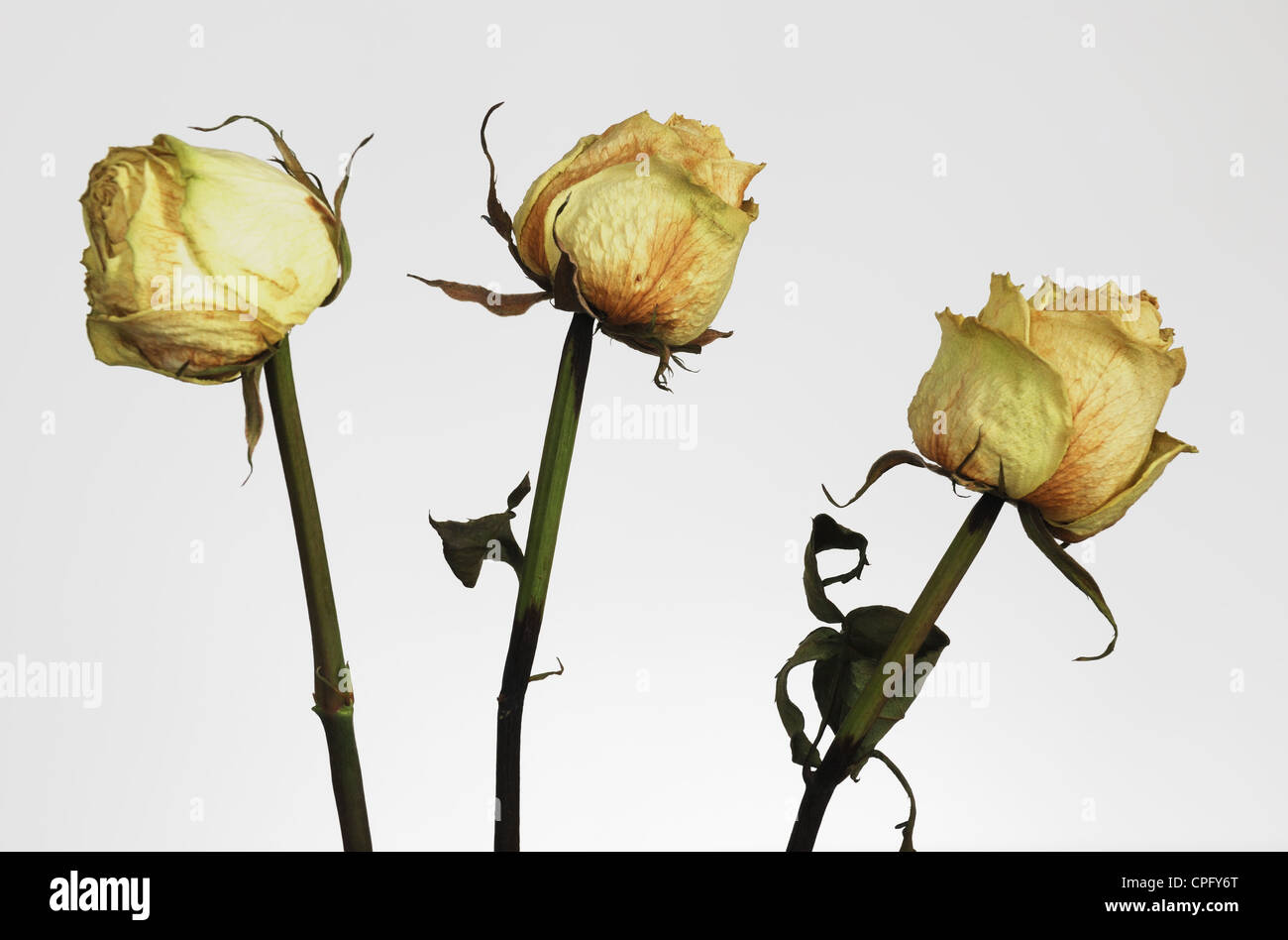 Rotting rose hi-res stock photography and images - Alamy