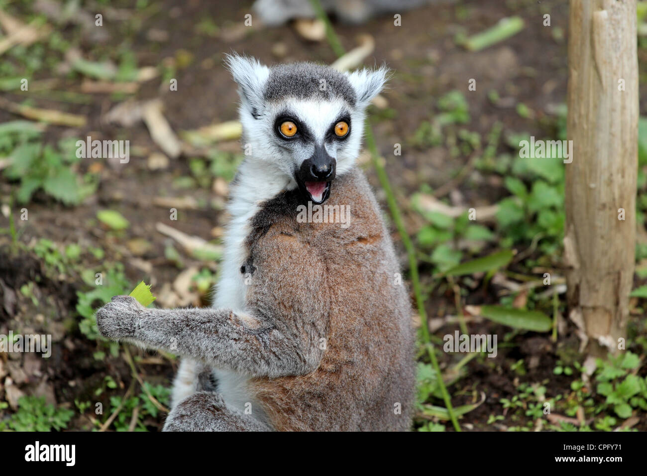 A ring-tailed lemur with mouth open Stock Photo - Alamy