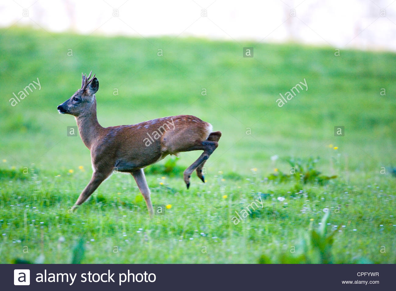 Leaping Deer Stock Photos & Leaping Deer Stock Images - Alamy