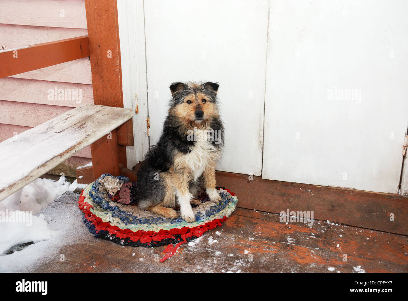 Dog peeking rug hi-res stock photography and images - Alamy