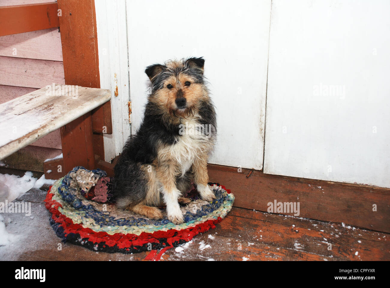 Dog on square hi-res stock photography and images - Alamy