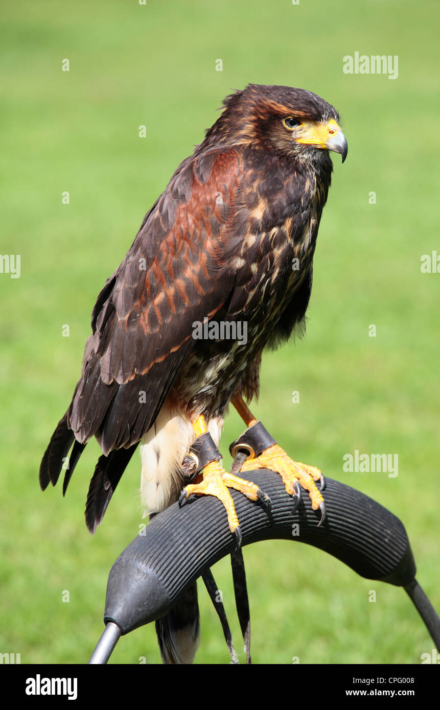 Harris hawks hunting hi-res stock photography and images - Alamy
