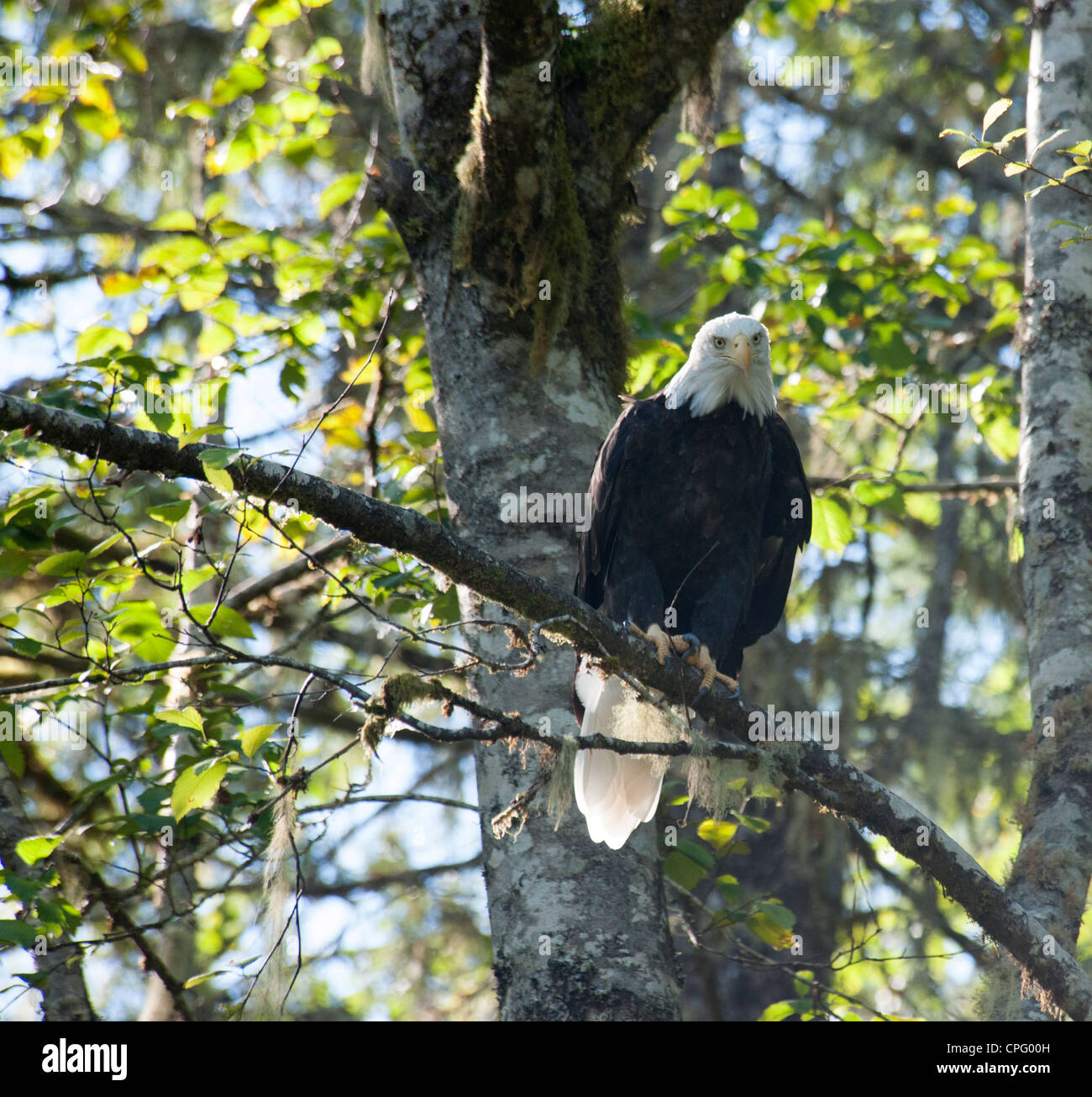 Bald Eagle in Canada Stock Photo - Alamy